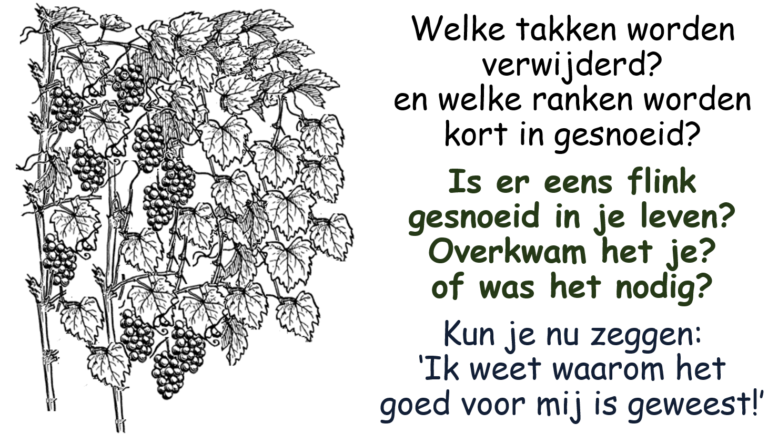 Hoe kan ik meer vrucht dragen in de Wijnstok Jezus Christus? Waarom ...
